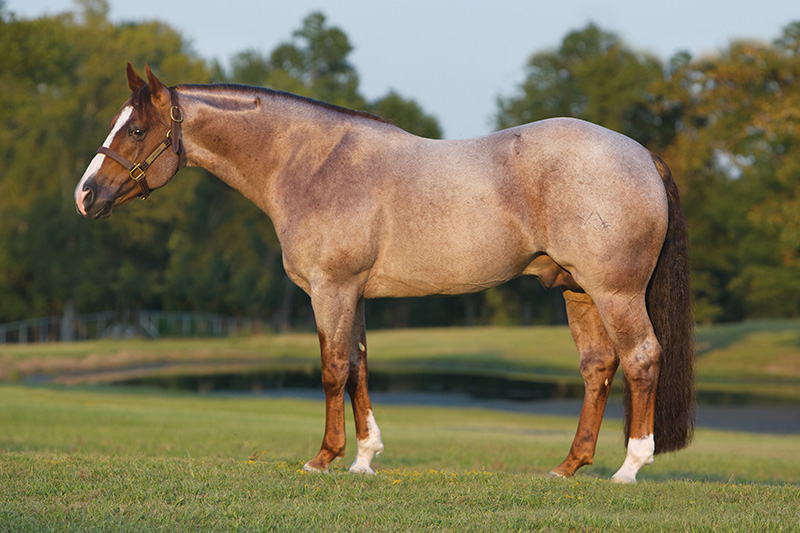 Aaron Ranch | Blind Sided