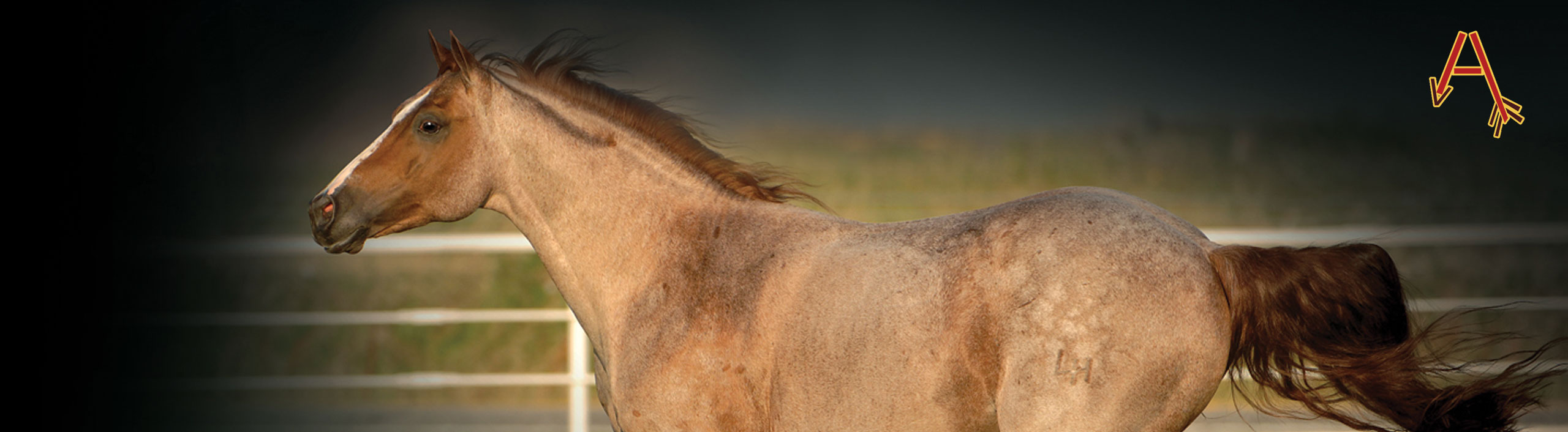 Aaron Ranch | Peptoboonsmal