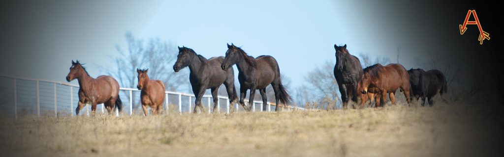 Aaron Ranch | Broodmares