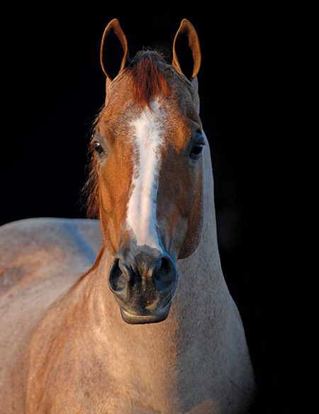 Aaron Ranch | Peptoboonsmal