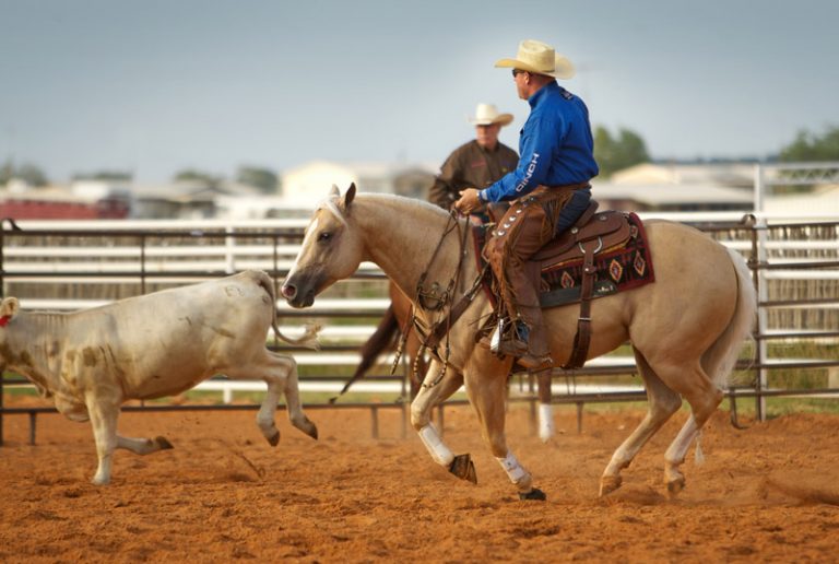 Aaron Ranch | A Shiner Named Sioux
