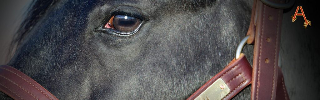 Aaron Ranch | Stone Blue Valentine