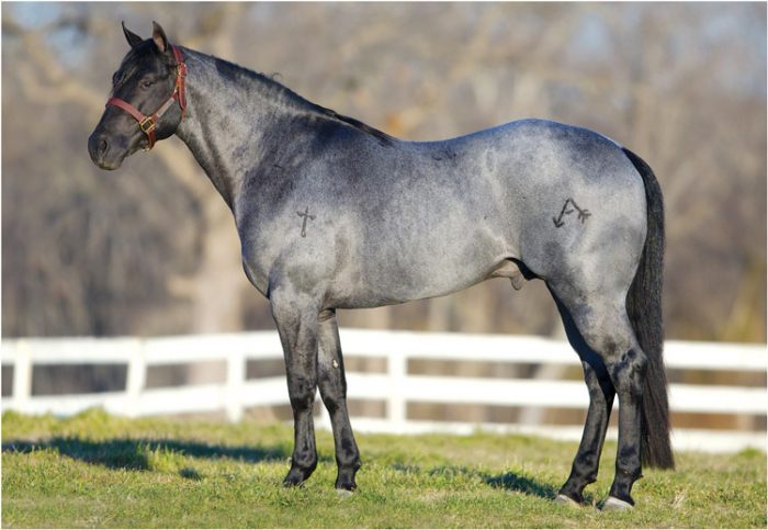 Aaron Ranch | Stone Blue Valentine