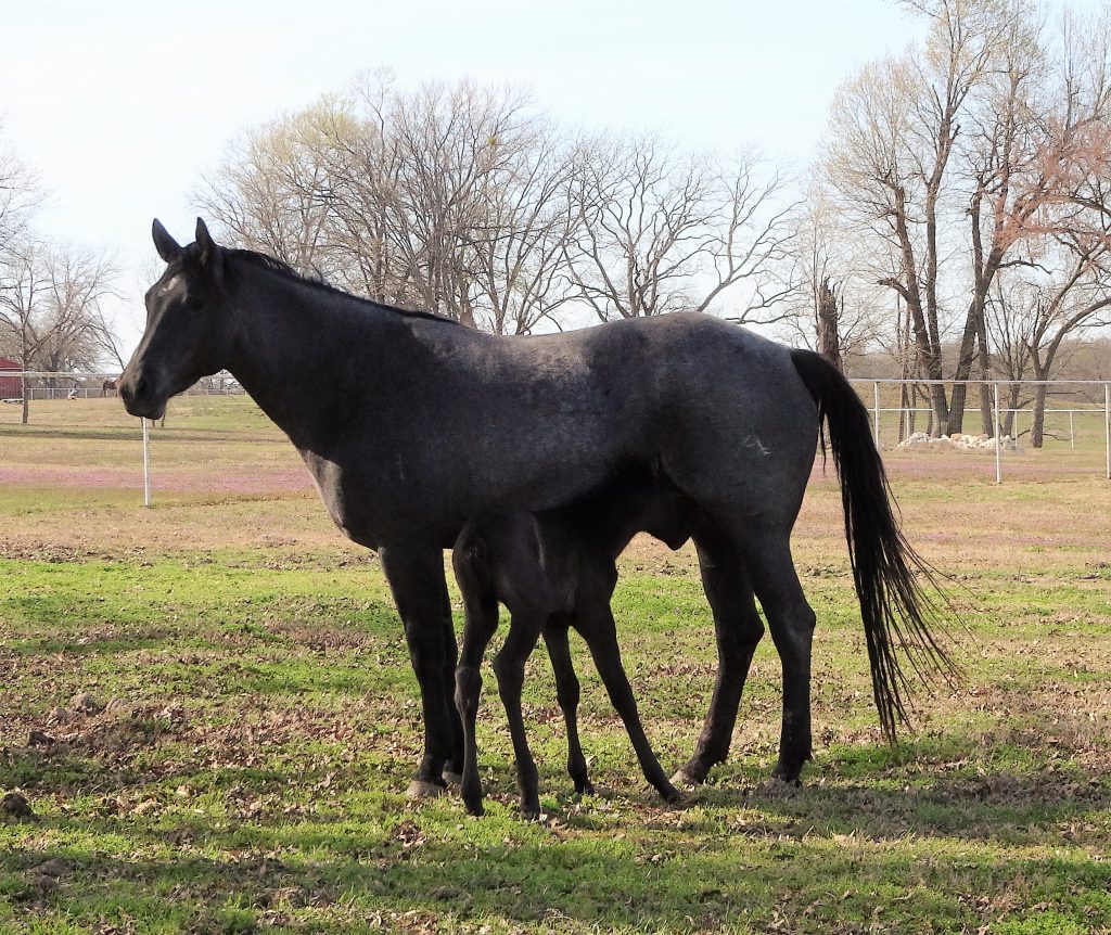 Aaron Ranch | Bonnie Blue Boon