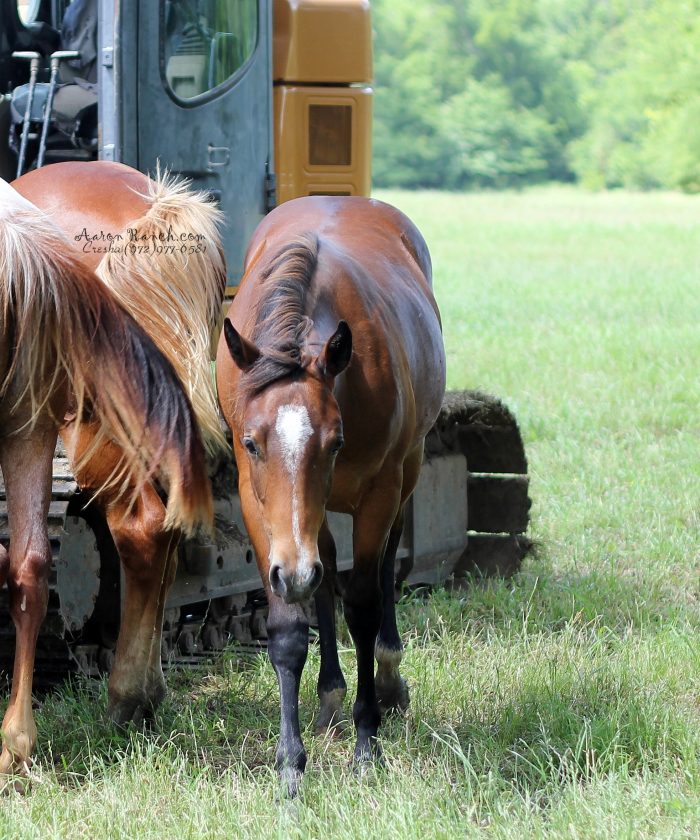 Aaron Ranch | Dual Rey Filly2