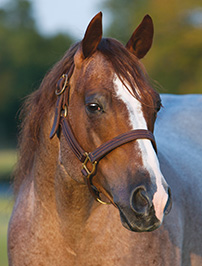 Aaron Ranch | Home of Peptoboonsmal