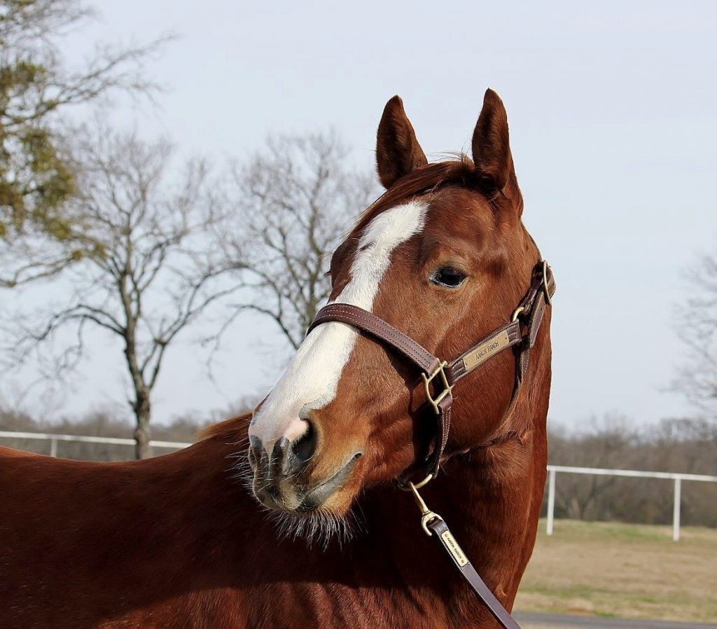 Aaron Ranch | pepto colt 063