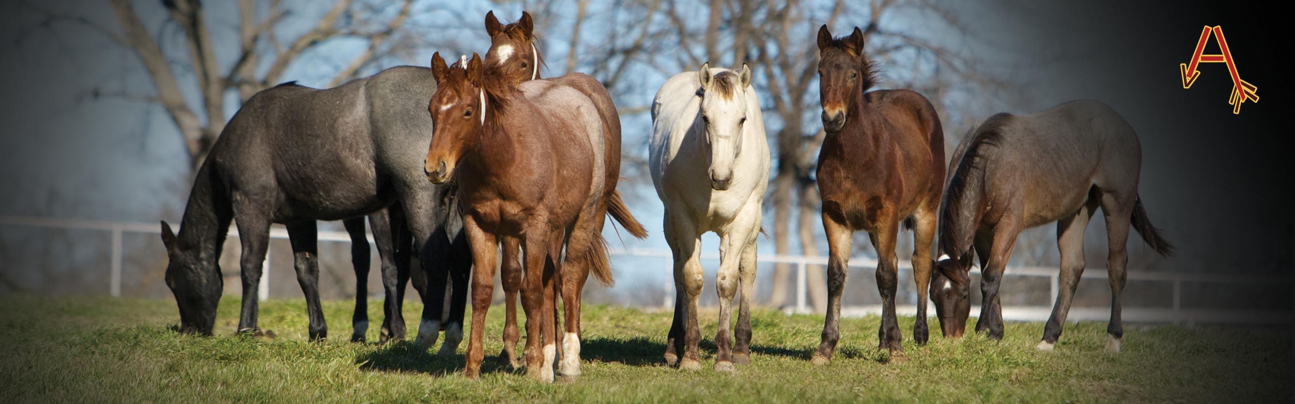 Aaron Ranch | Three Year Olds