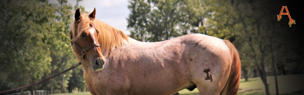 Aaron Ranch | Rojo Goose