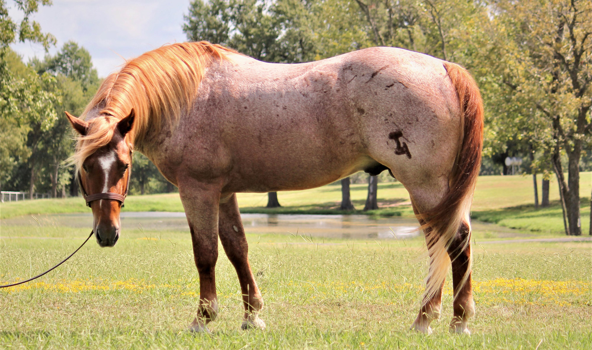 Aaron Ranch | Rojo Goose