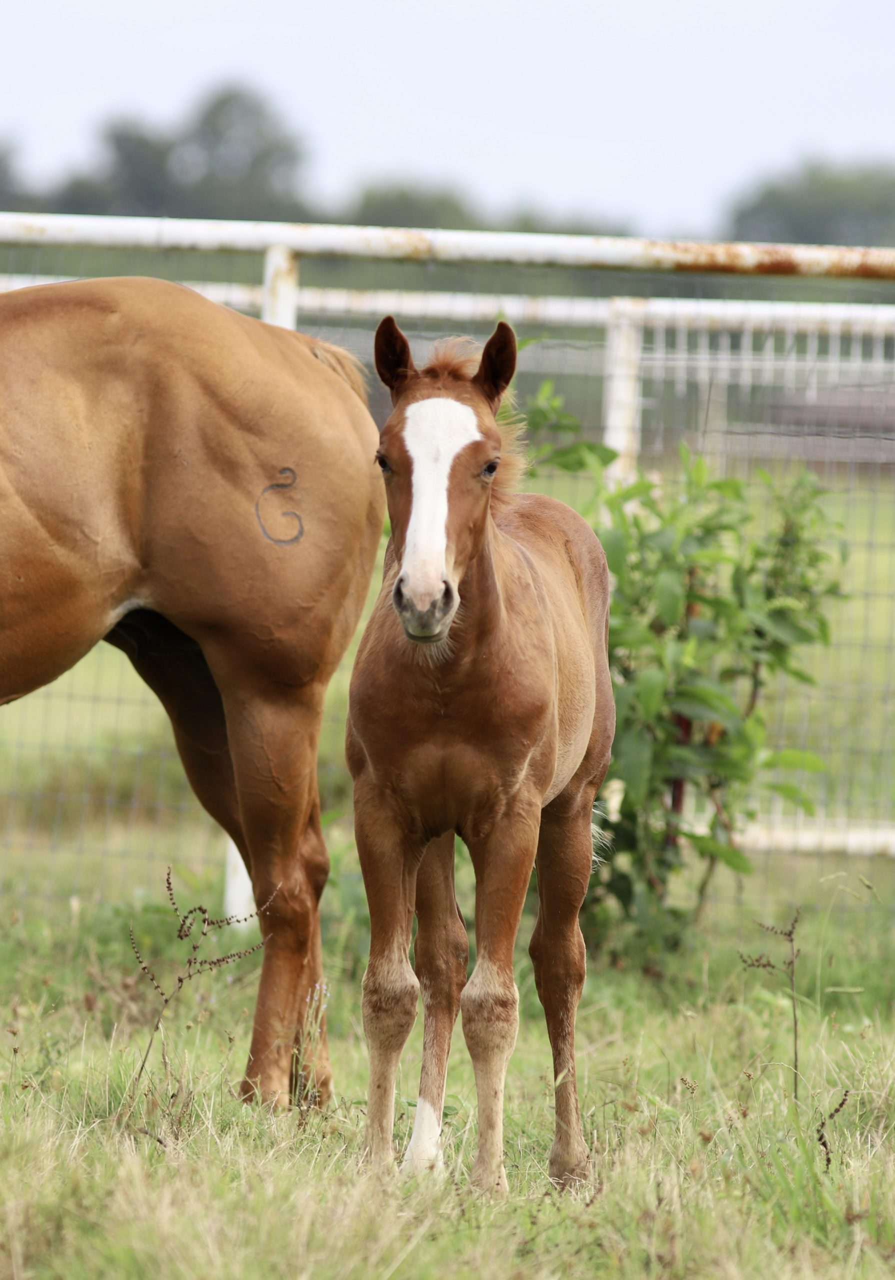 Aaron Ranch | 09C2BAAC-8C5E-4D4D-B75F-E7296FA0A8BF