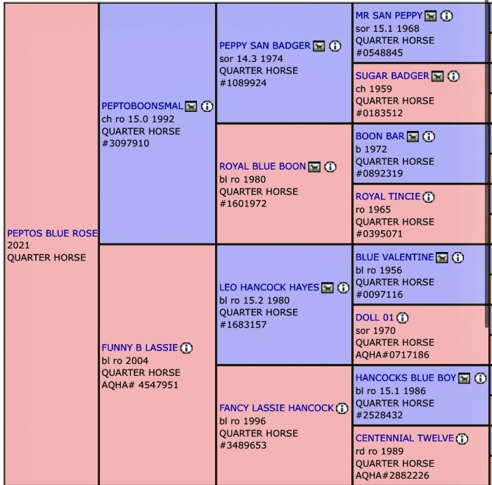 Aaron Ranch | Peptos Blue Rose