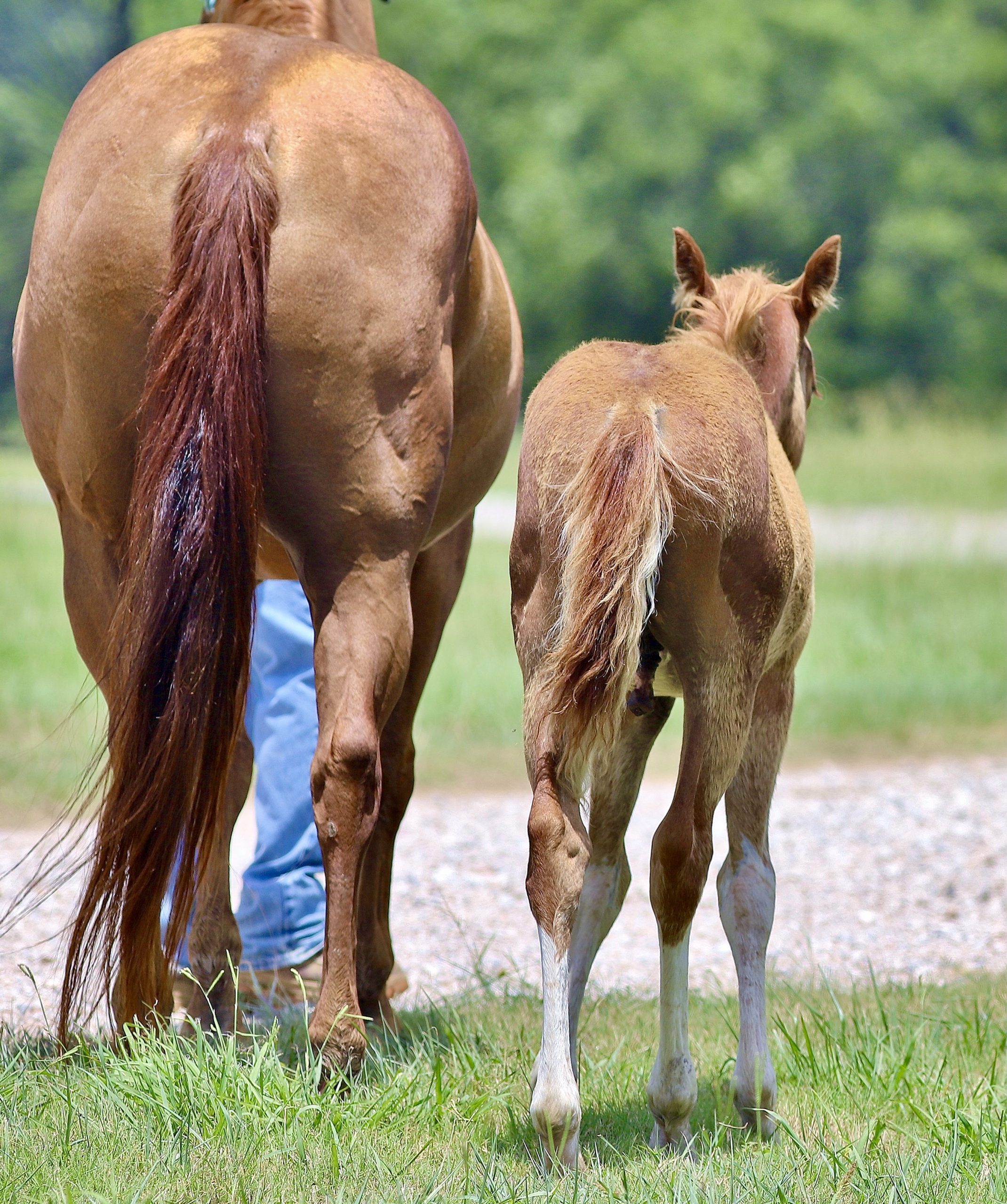 Aaron Ranch | 59011CF2-547B-42E7-82ED-B1498A9FEE89