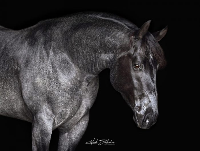 Aaron Ranch | Roll N Stone