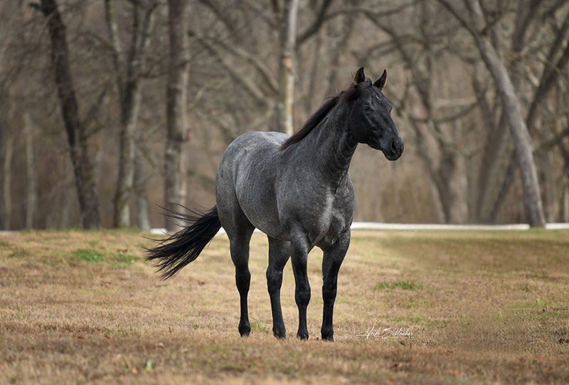 Aaron Ranch | Roll N Stone