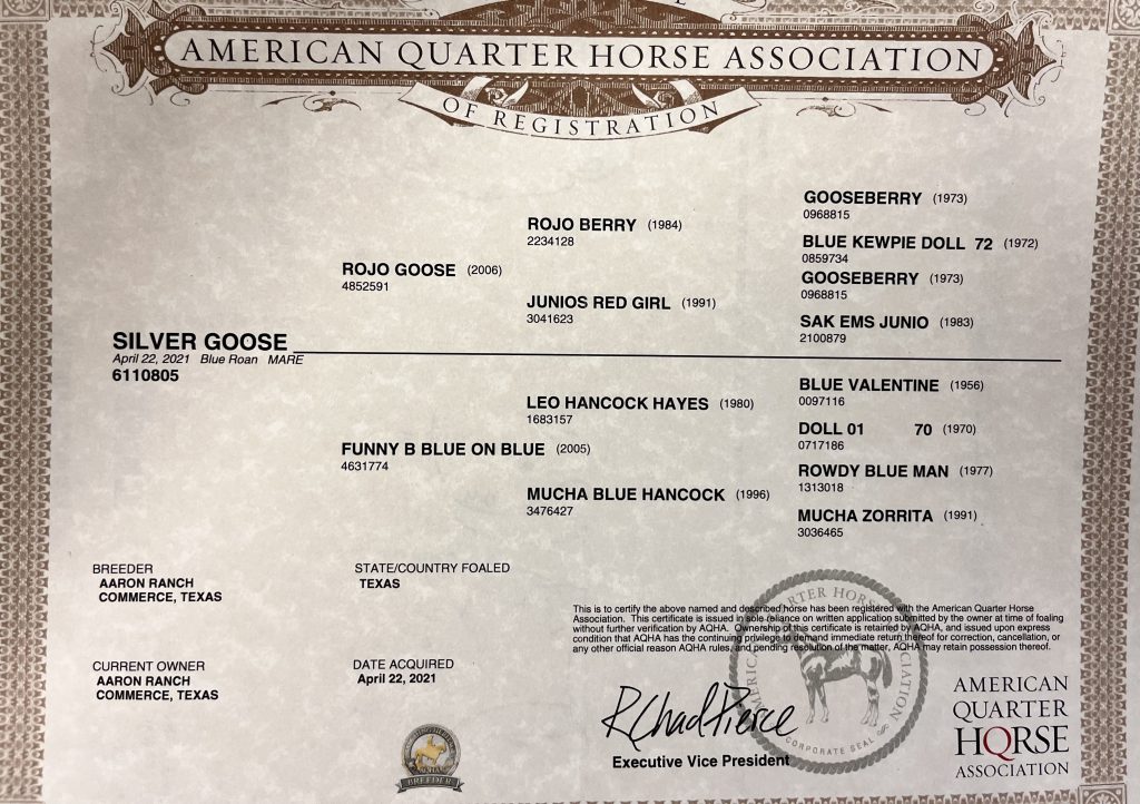 Aaron Ranch | Silver Goose