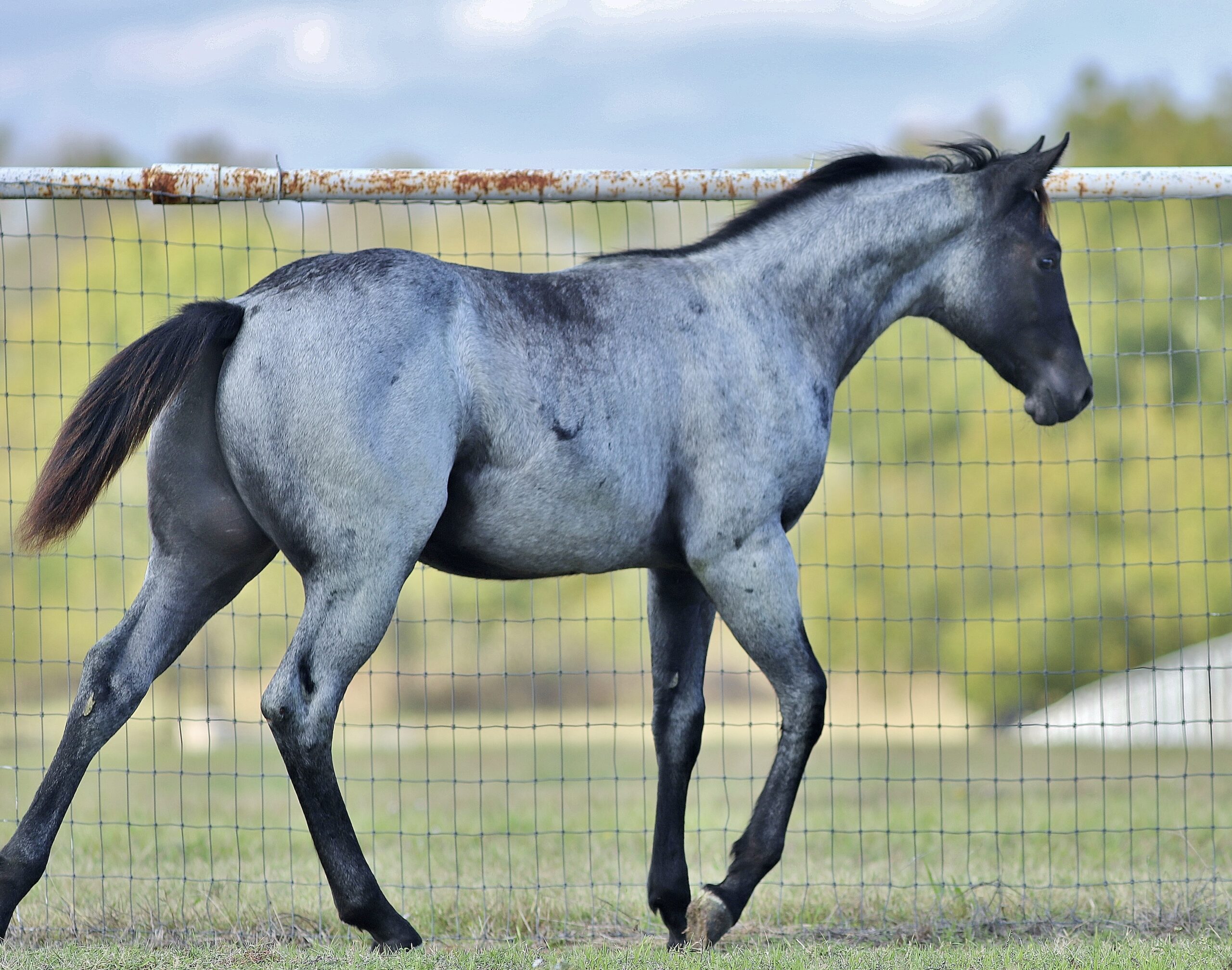 Aaron Ranch | 2C20CD99-1B21-4C02-AFE1-9EA5564D23A9