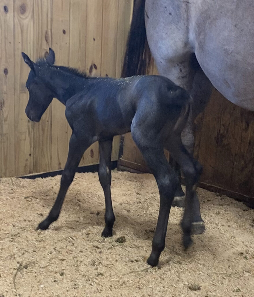 Aaron Ranch | Blue Roan Filly by Perks In Blue HOMOZYGOUS black
