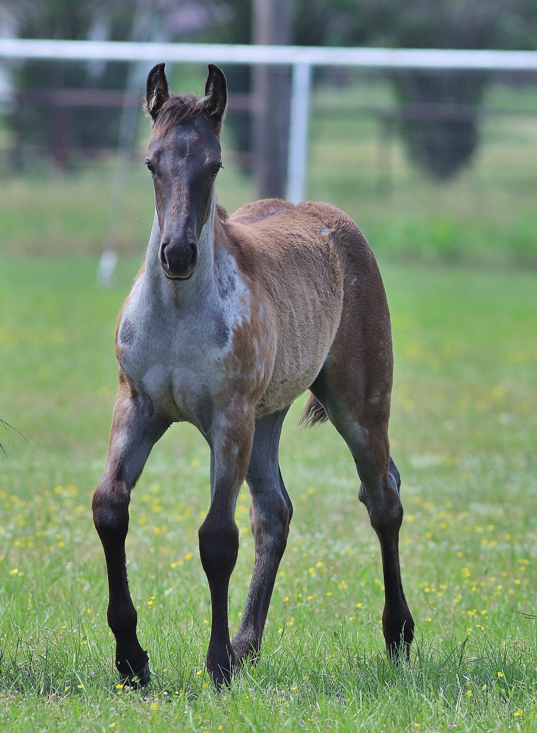 Aaron Ranch | Rollin N Blueberries Filly EE aa RNRN