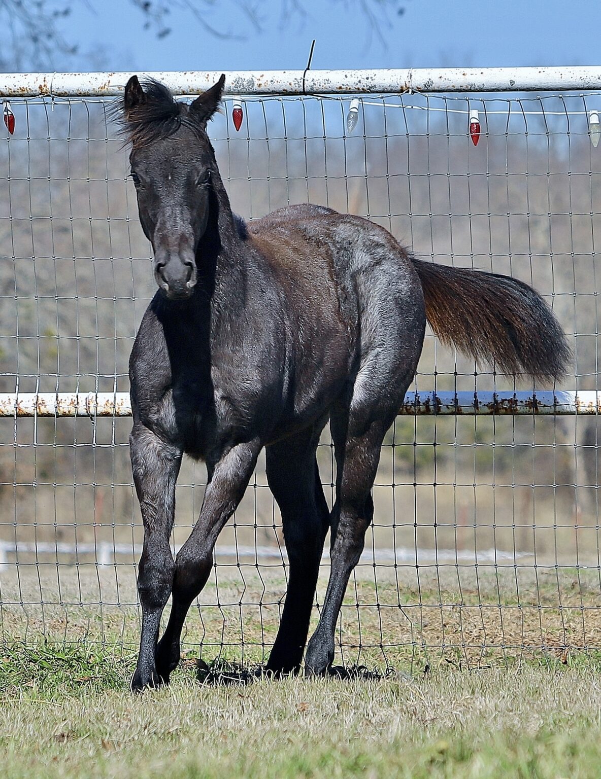 Aaron Ranch | Special Blue Perks HOMOZYGOUS Black Blue Roan