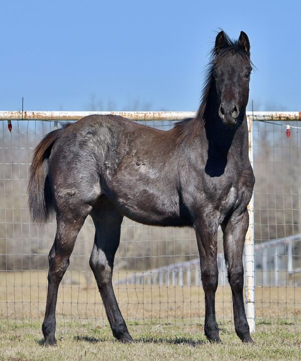 Aaron Ranch | Special Blue Perks HOMOZYGOUS Black Blue Roan
