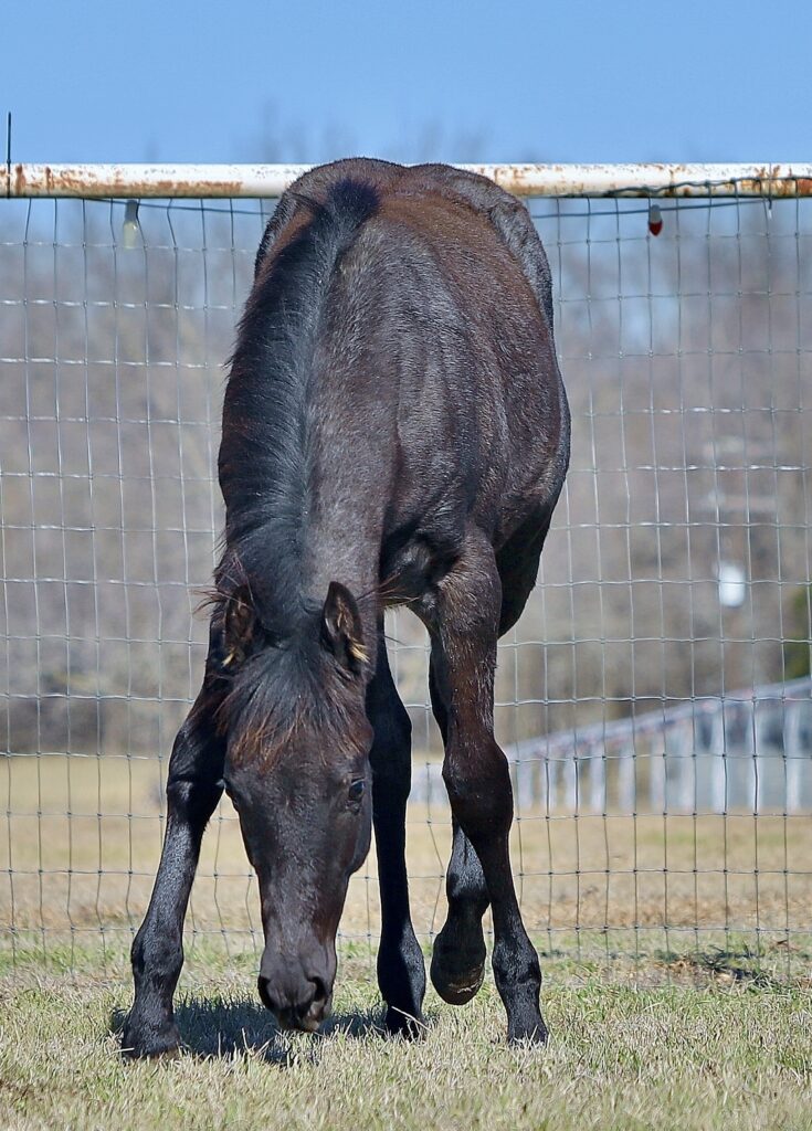 Aaron Ranch | Special Blue Perks HOMOZYGOUS Black Blue Roan