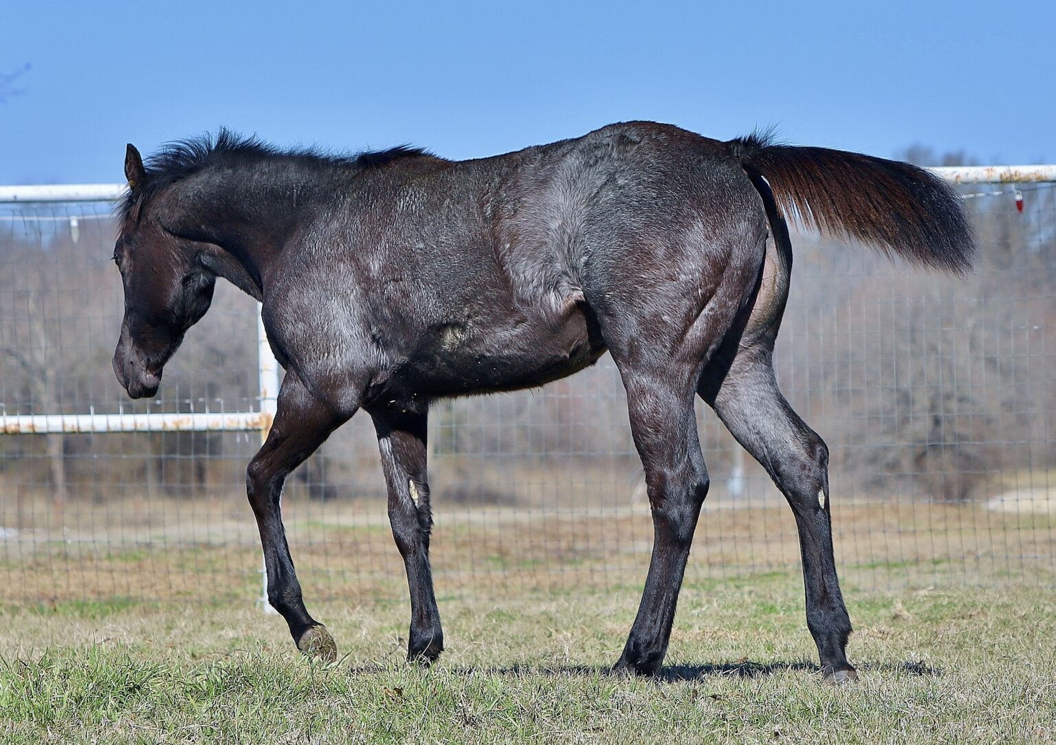 Aaron Ranch | Special Blue Perks HOMOZYGOUS Black Blue Roan