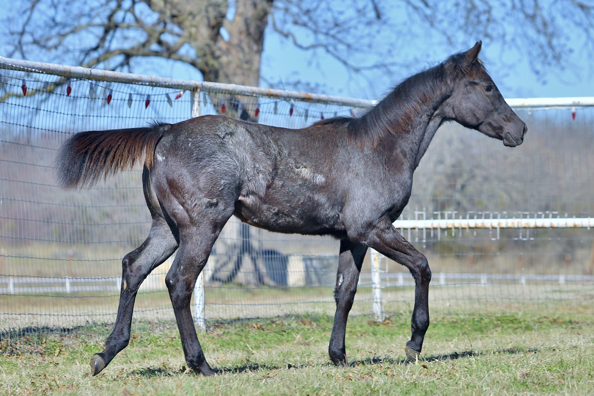Aaron Ranch | Special Blue Perks HOMOZYGOUS Black Blue Roan