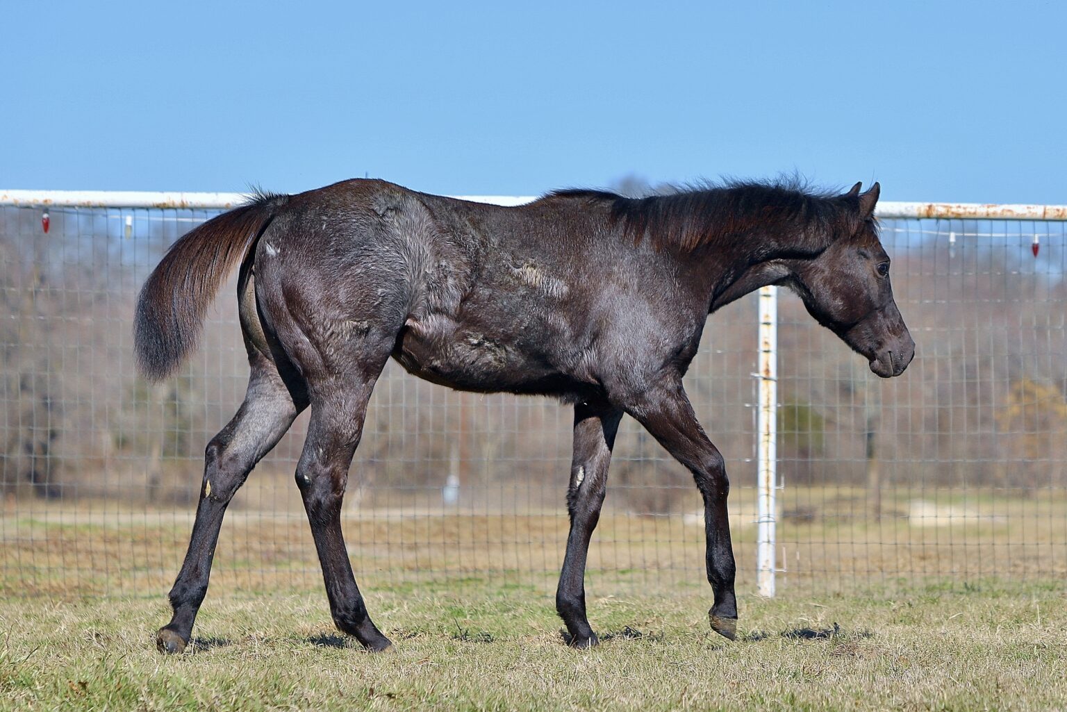 Aaron Ranch | Special Blue Perks HOMOZYGOUS Black Blue Roan