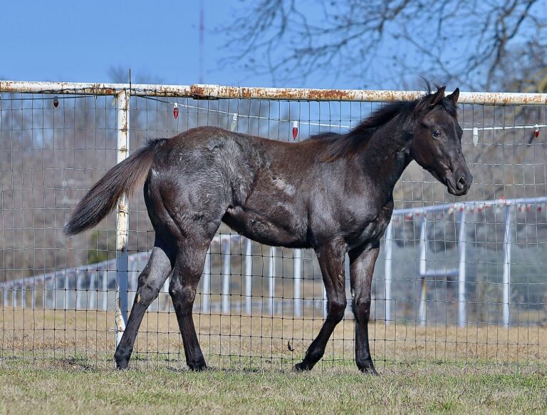 Aaron Ranch | Special Blue Perks HOMOZYGOUS Black Blue Roan