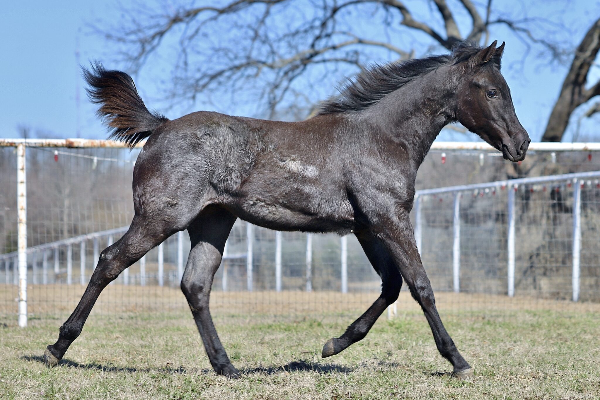 Aaron Ranch | Special Blue Perks HOMOZYGOUS Black Blue Roan