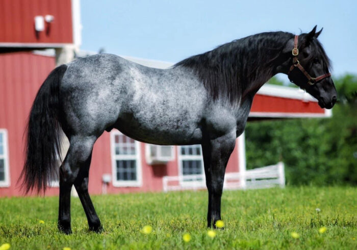 Aaron Ranch | Idolized In Blue