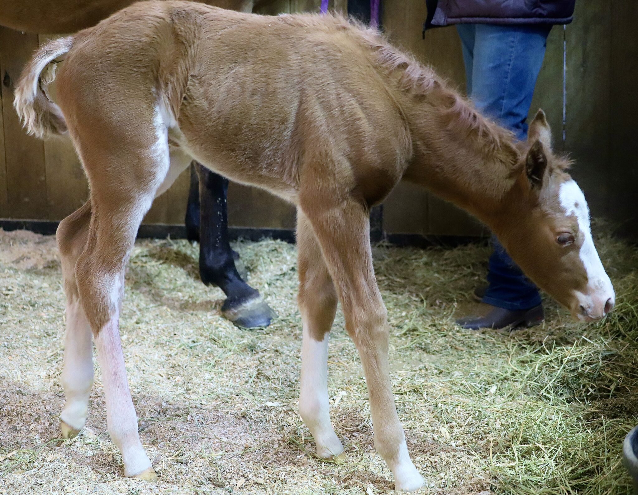 Aaron Ranch | DejaVu B Blind