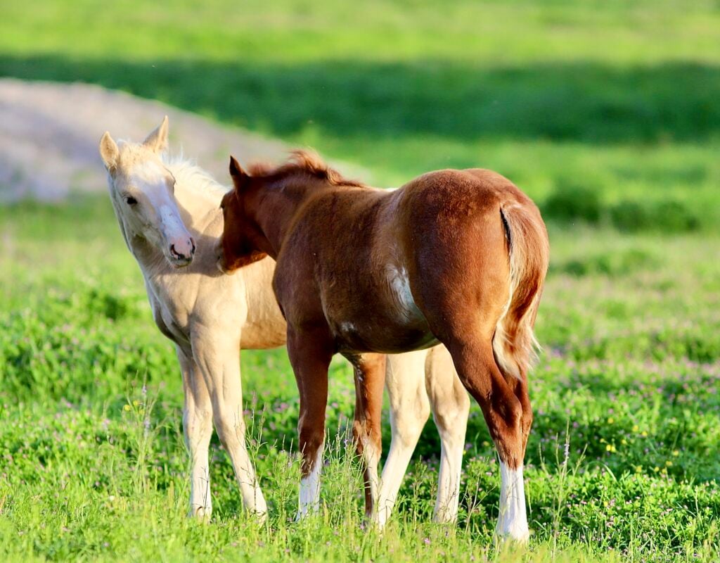 Aaron Ranch | DejaVu B Blind