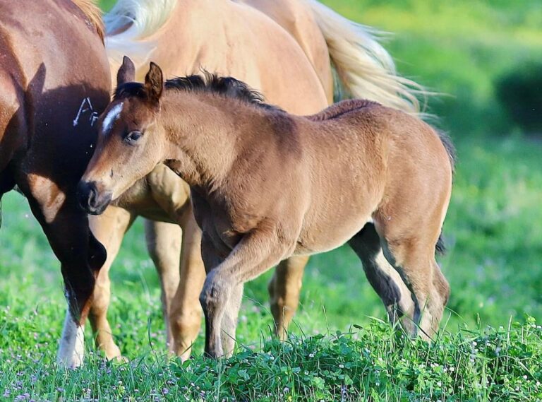 Aaron Ranch | Roll N Shiney Chex – Gelding