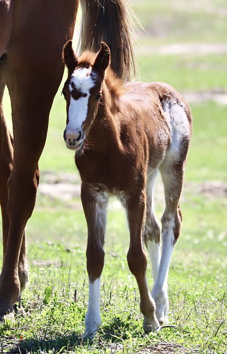 Aaron Ranch | Trudys Kat