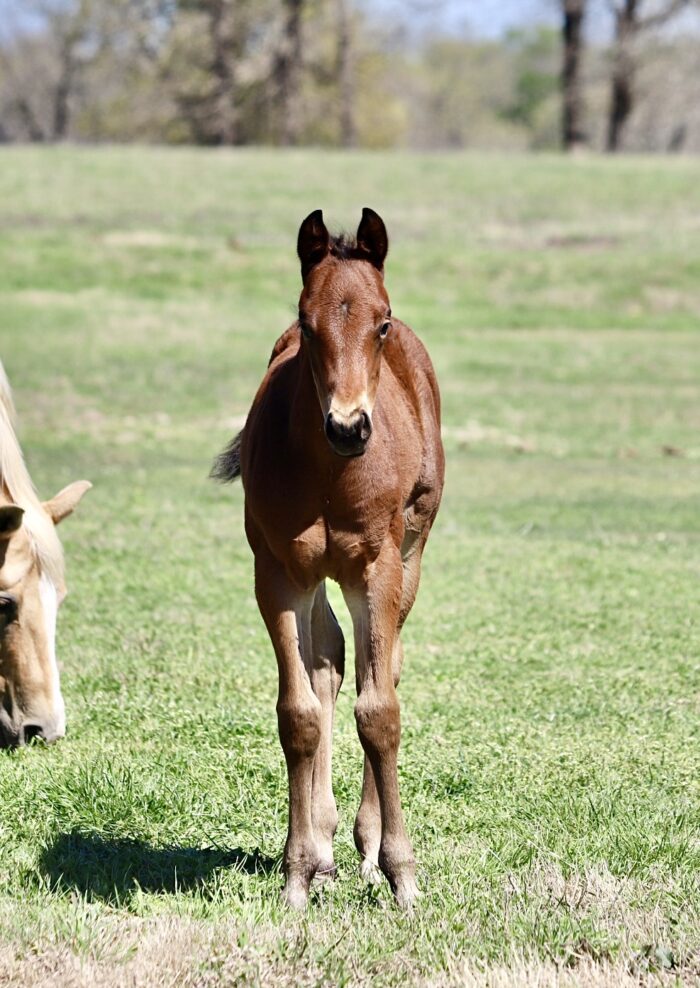 Aaron Ranch | Kash Luck