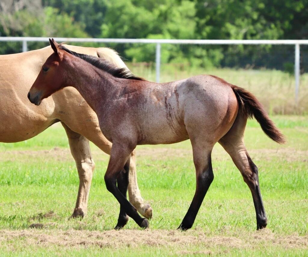 Aaron Ranch | Kash Luck