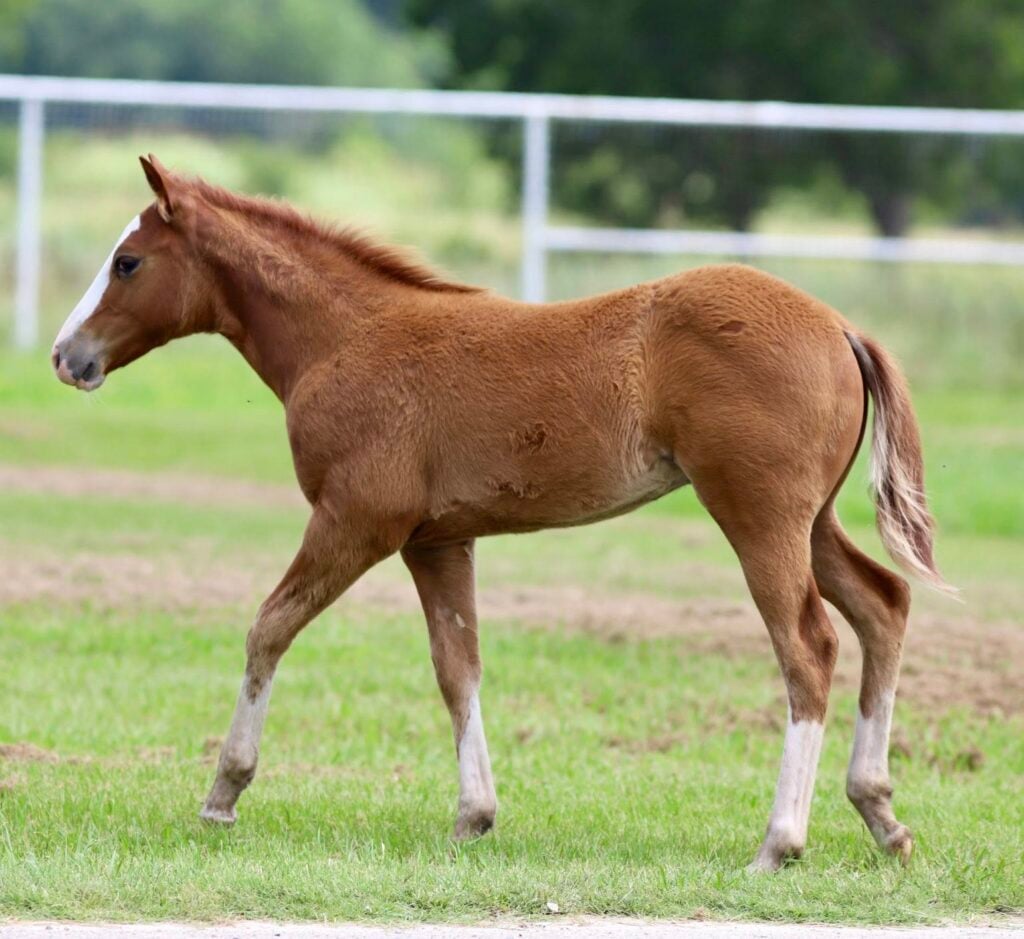 Aaron Ranch | Side Bet