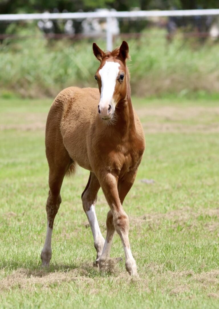 Aaron Ranch | Side Bet