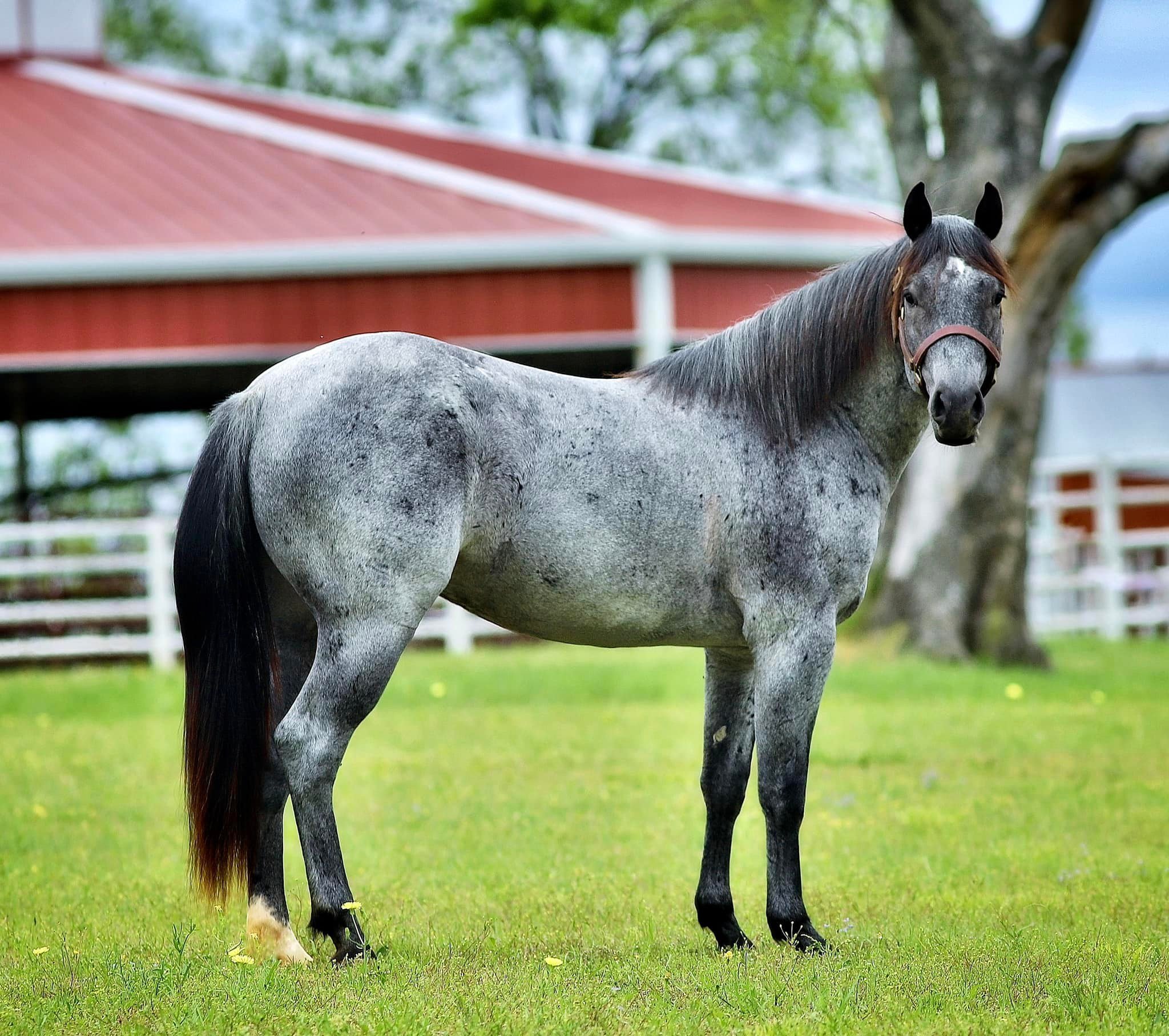 Aaron Ranch | CopyCatBoon