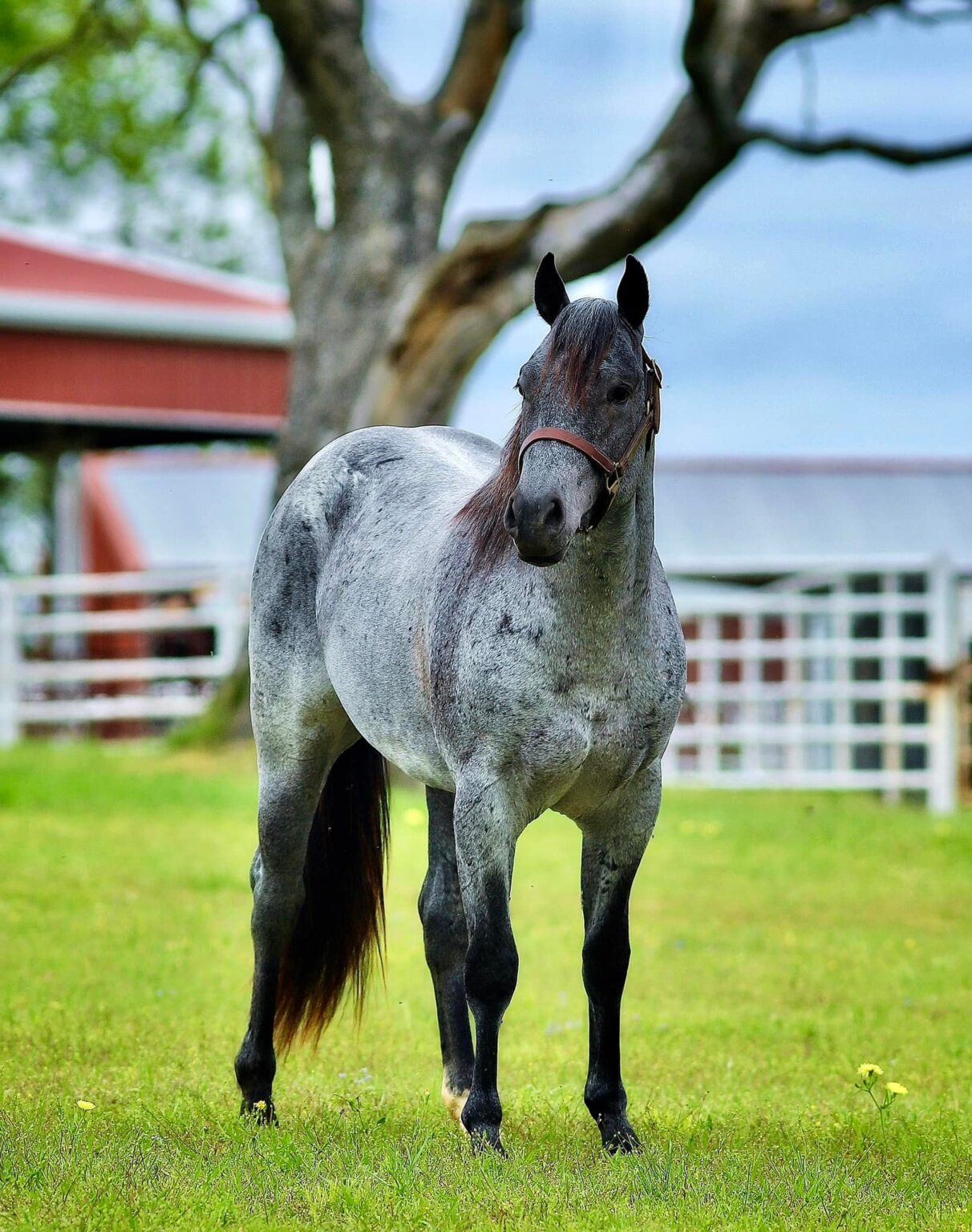 Aaron Ranch | CopyCatBoon