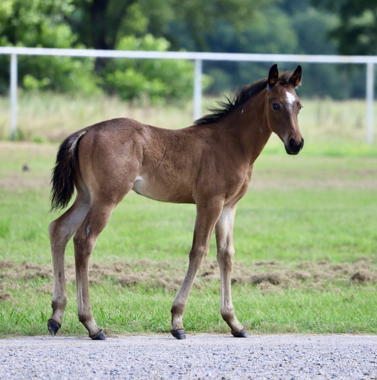 Aaron Ranch | Duals Blue Boots
