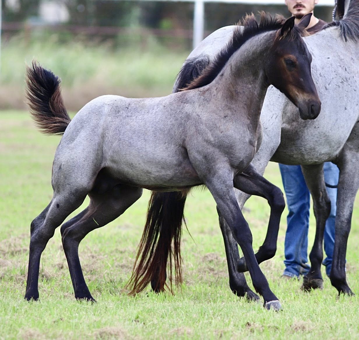 Aaron Ranch | Rock of Blues