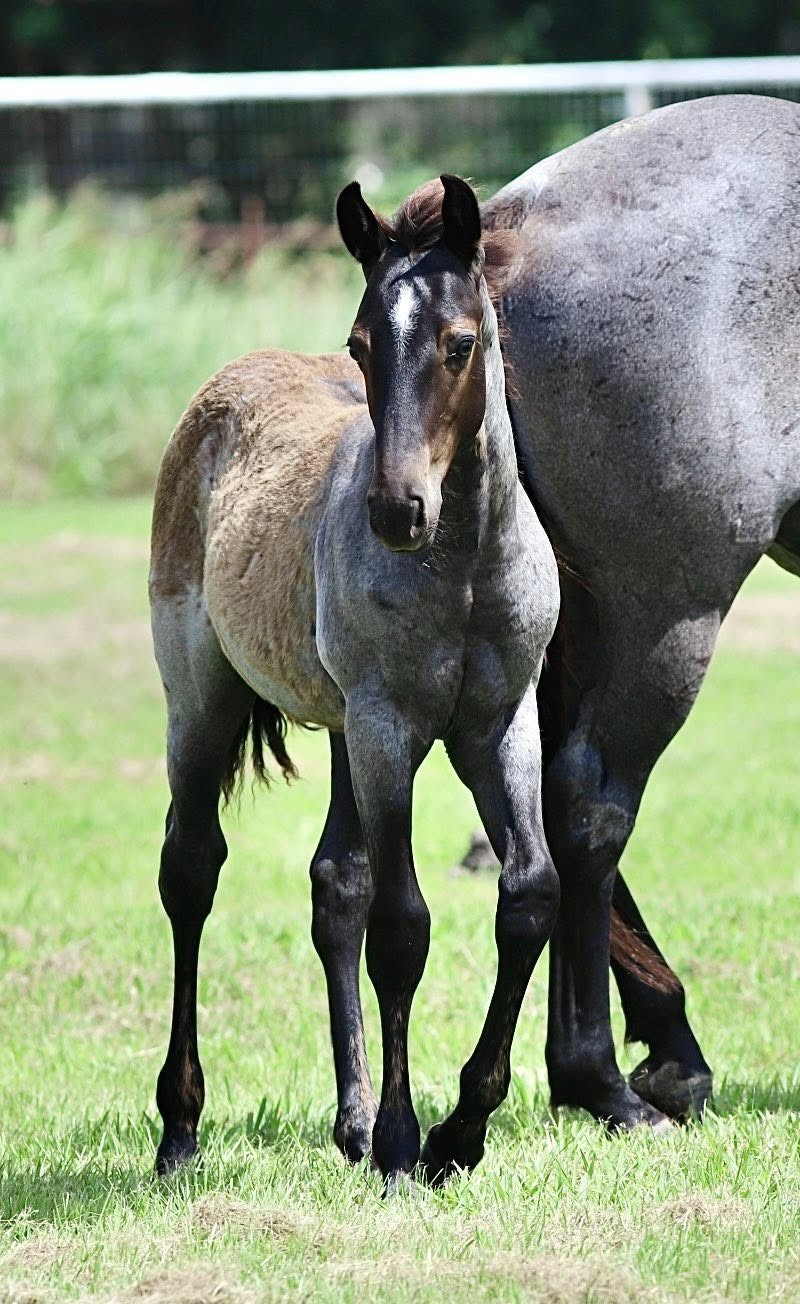 Aaron Ranch | Roll N Flash