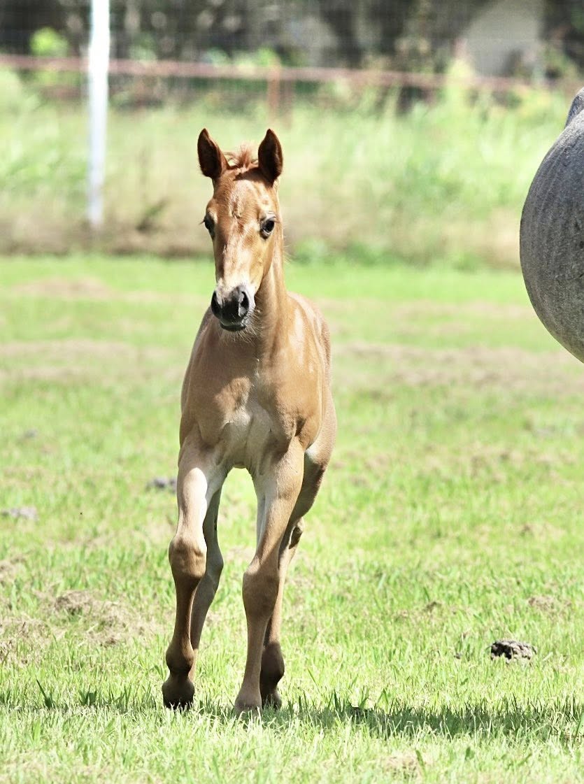 Aaron Ranch | Shining N Blinding
