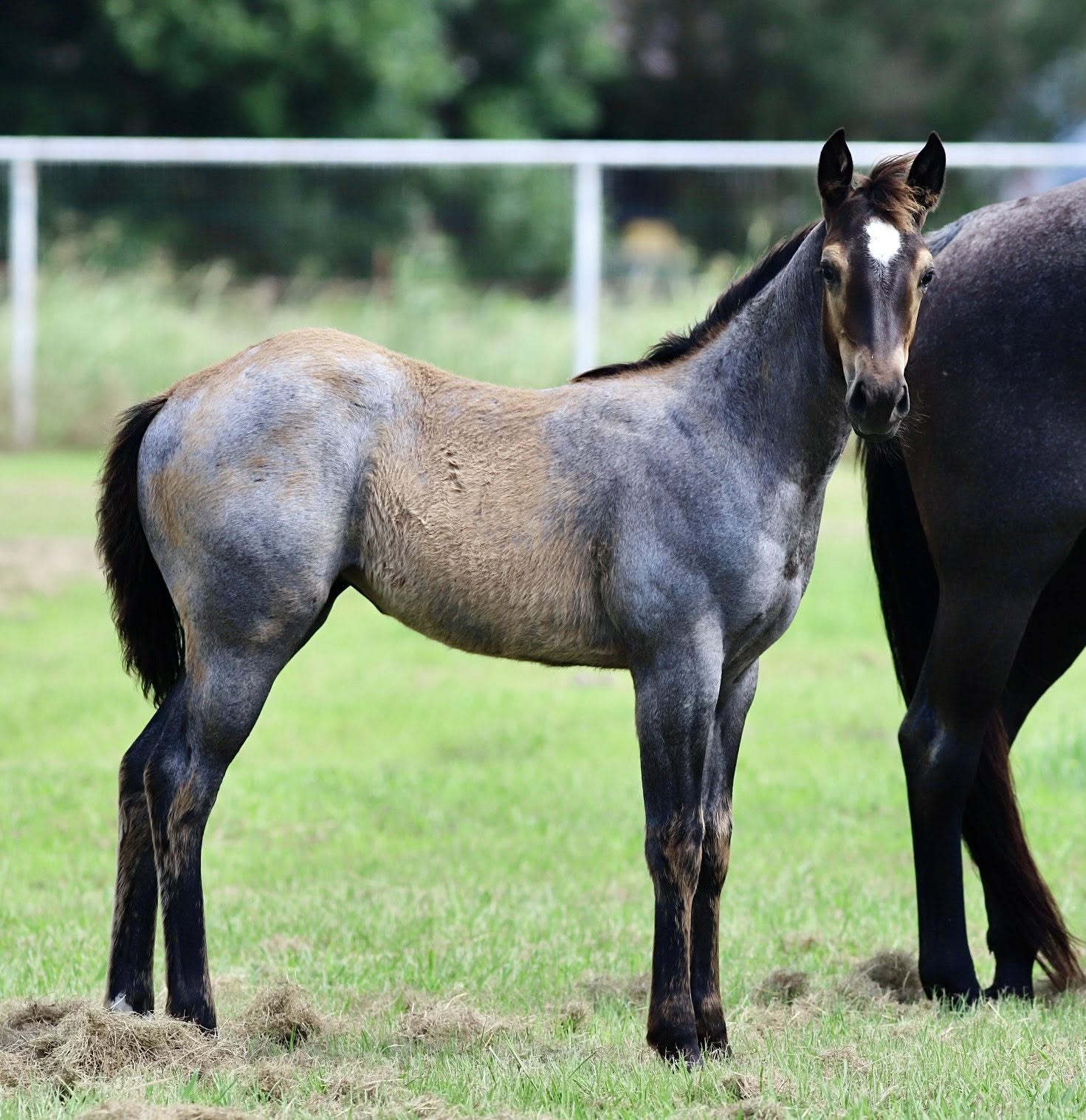 Aaron Ranch | Sided With A Fox