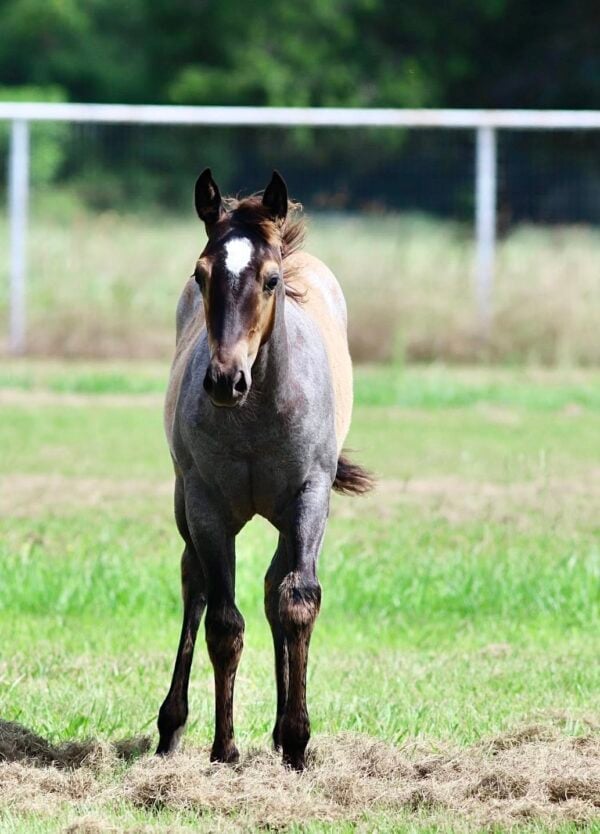 Aaron Ranch | Sided With A Fox