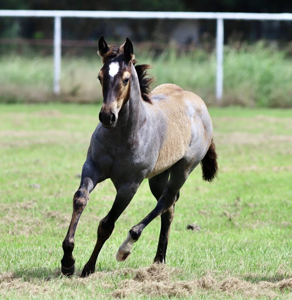 Aaron Ranch | Sided With A Fox