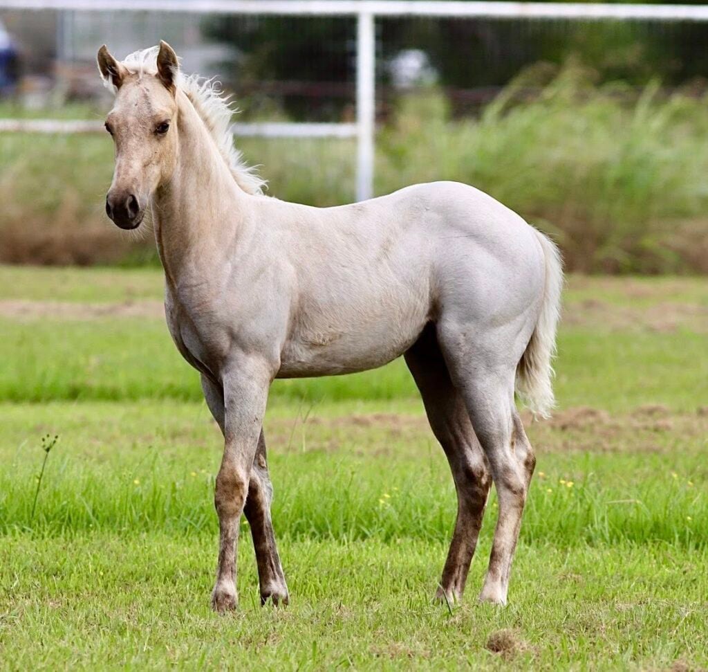 Aaron Ranch | Yelowstone